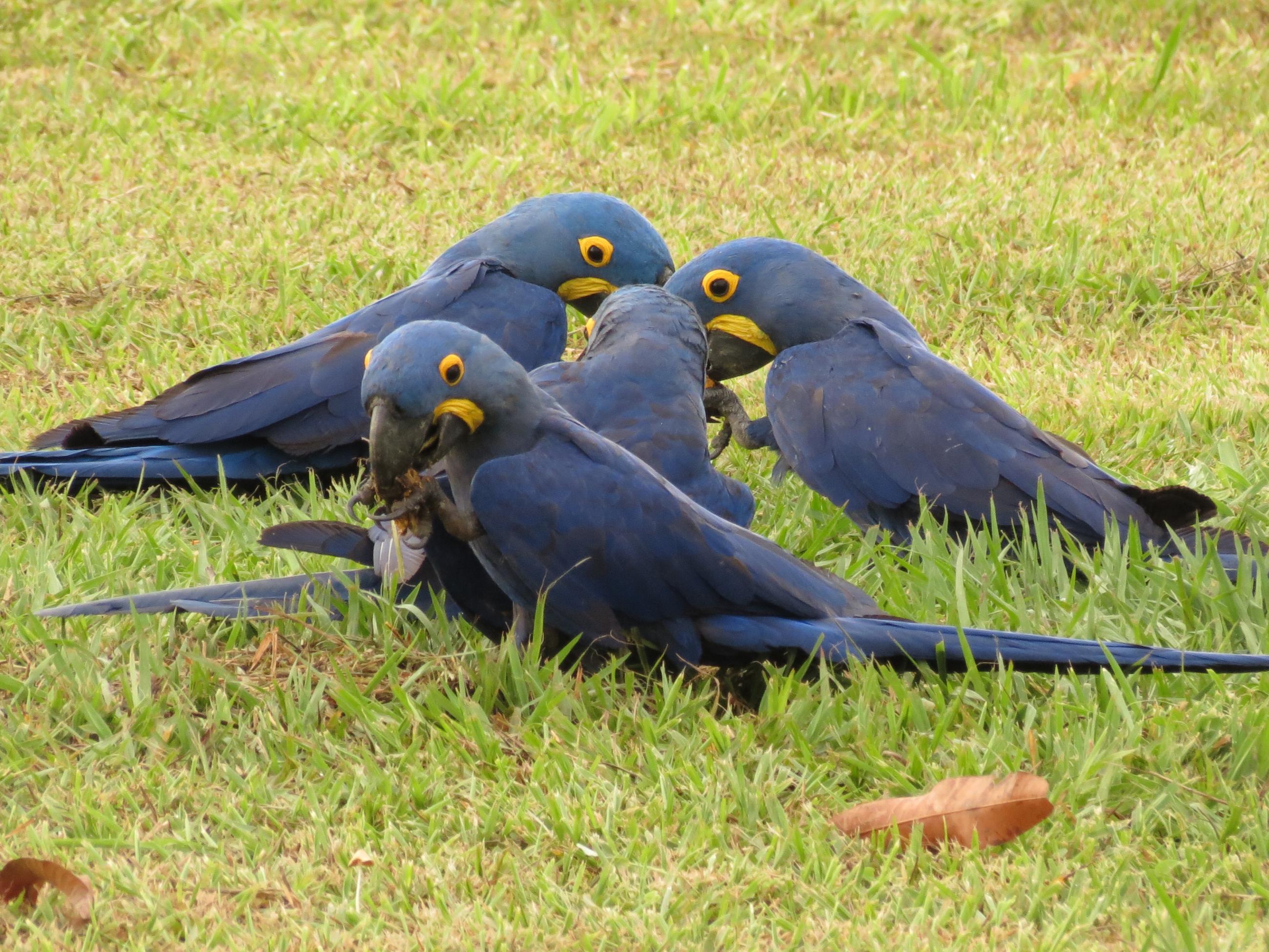 Instituto Arara Azul pede apoio de produtores para mapear mortes de ...